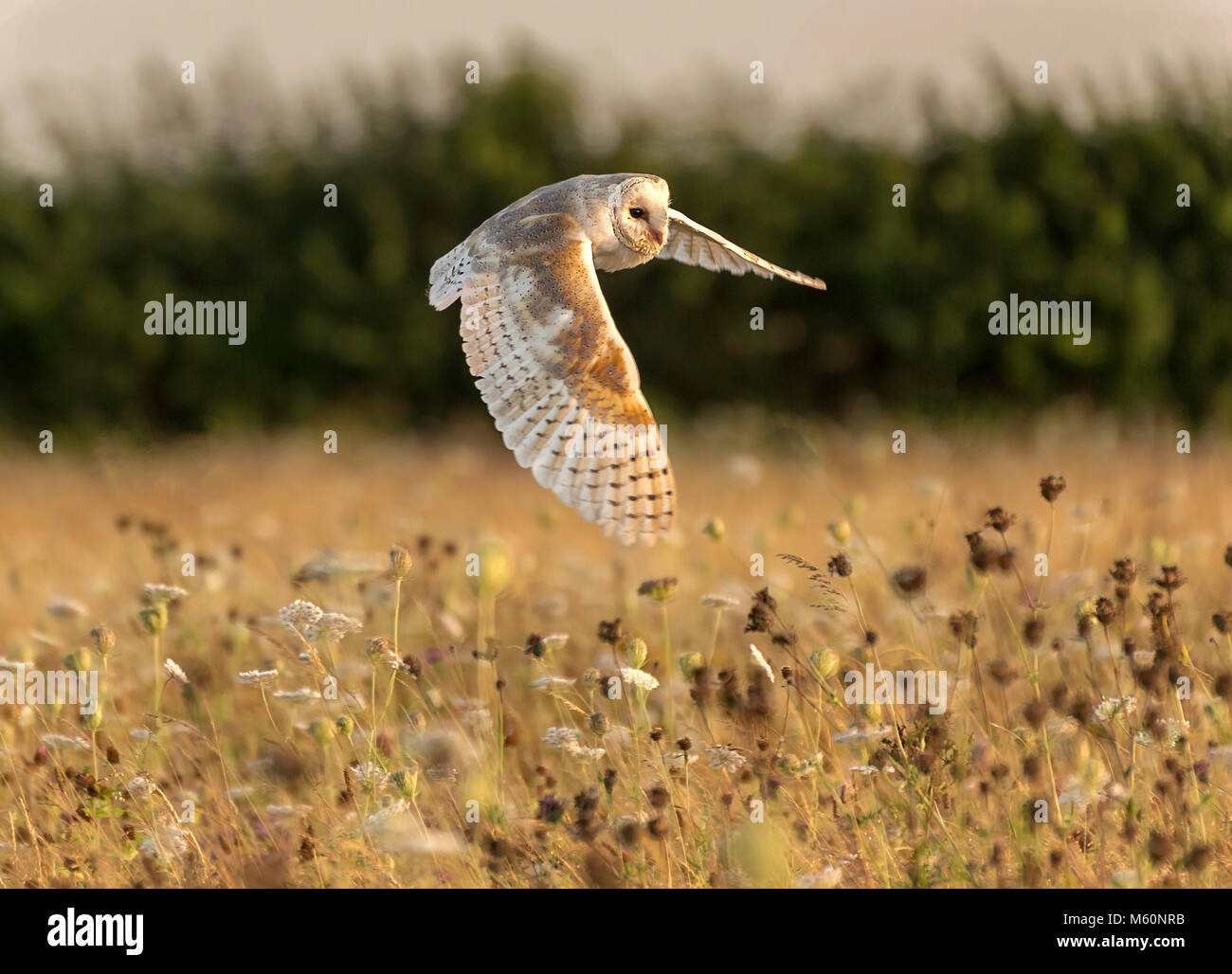 Hunting Barn Owl Stock Photo - Alamy