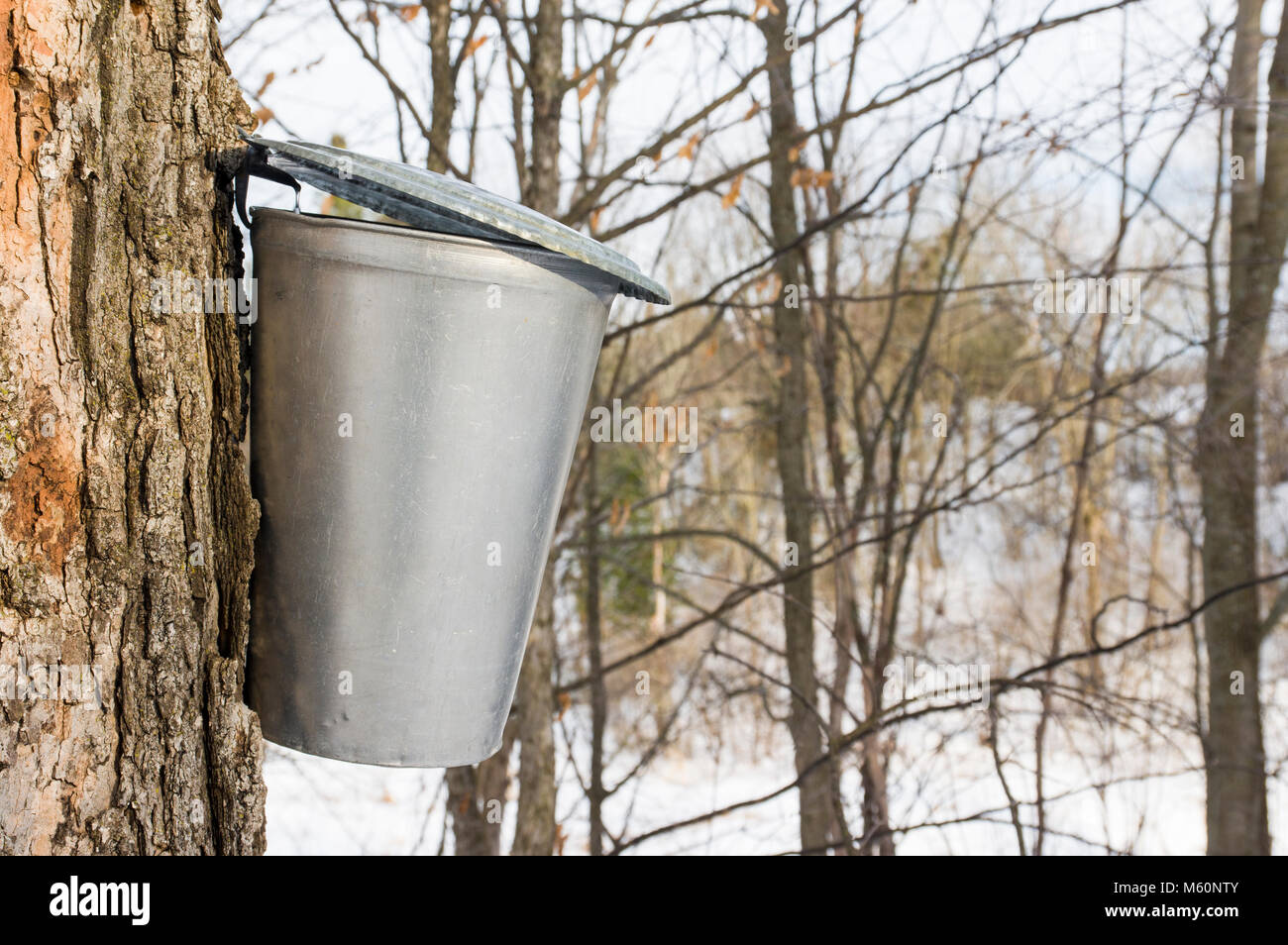 The first run of sap in Ontario for the 2018 maple syrup season Stock ...