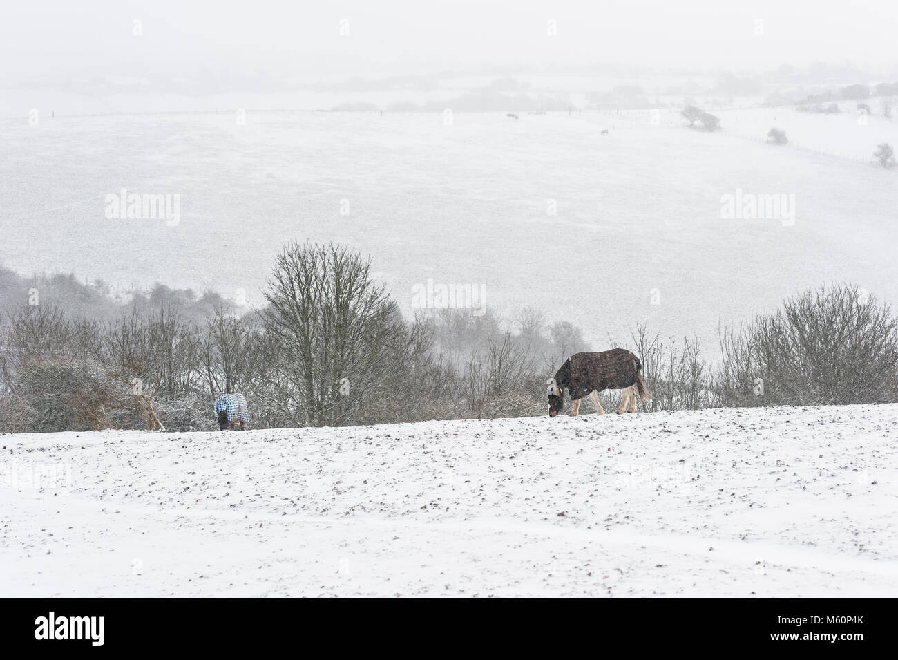 Brighton racecourse snow hi-res stock photography and images - Alamy