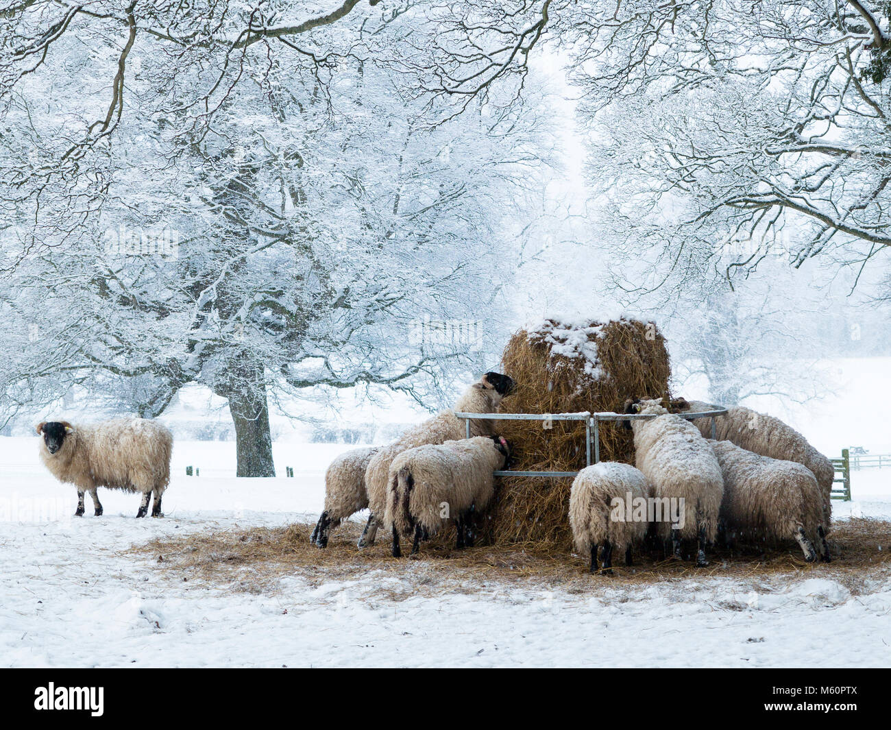 North yorks moors farm hi-res stock photography and images - Alamy
