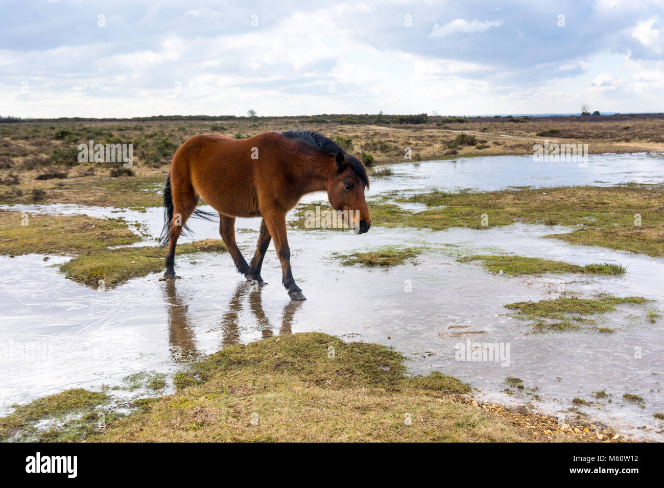 New Forest pony walking on thin ice, Hampshire, UK Stock Photo - Alamy