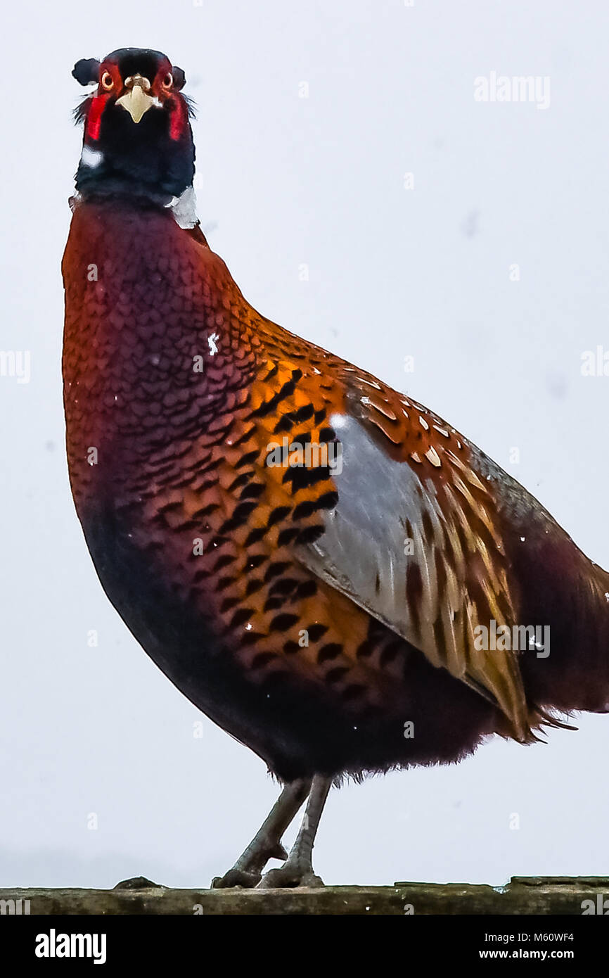 Imprest hi-res stock photography and images - Alamy