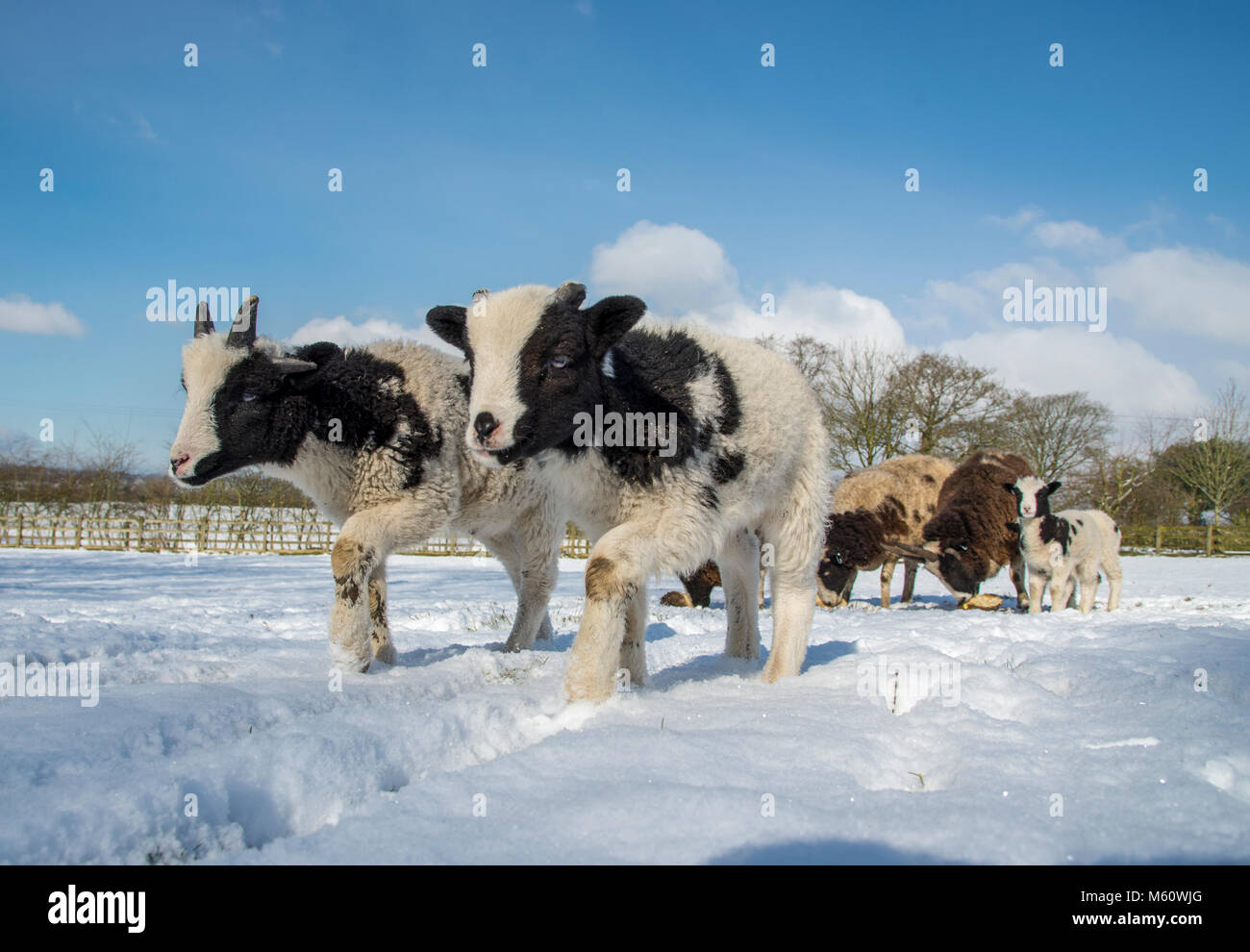 Jacob sheep february hi-res stock photography and images - Alamy