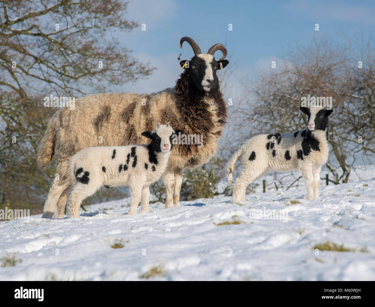 Preston, Lancashire, UK. 27th Feb, 2018. Jacob ewe and lambs in the ...