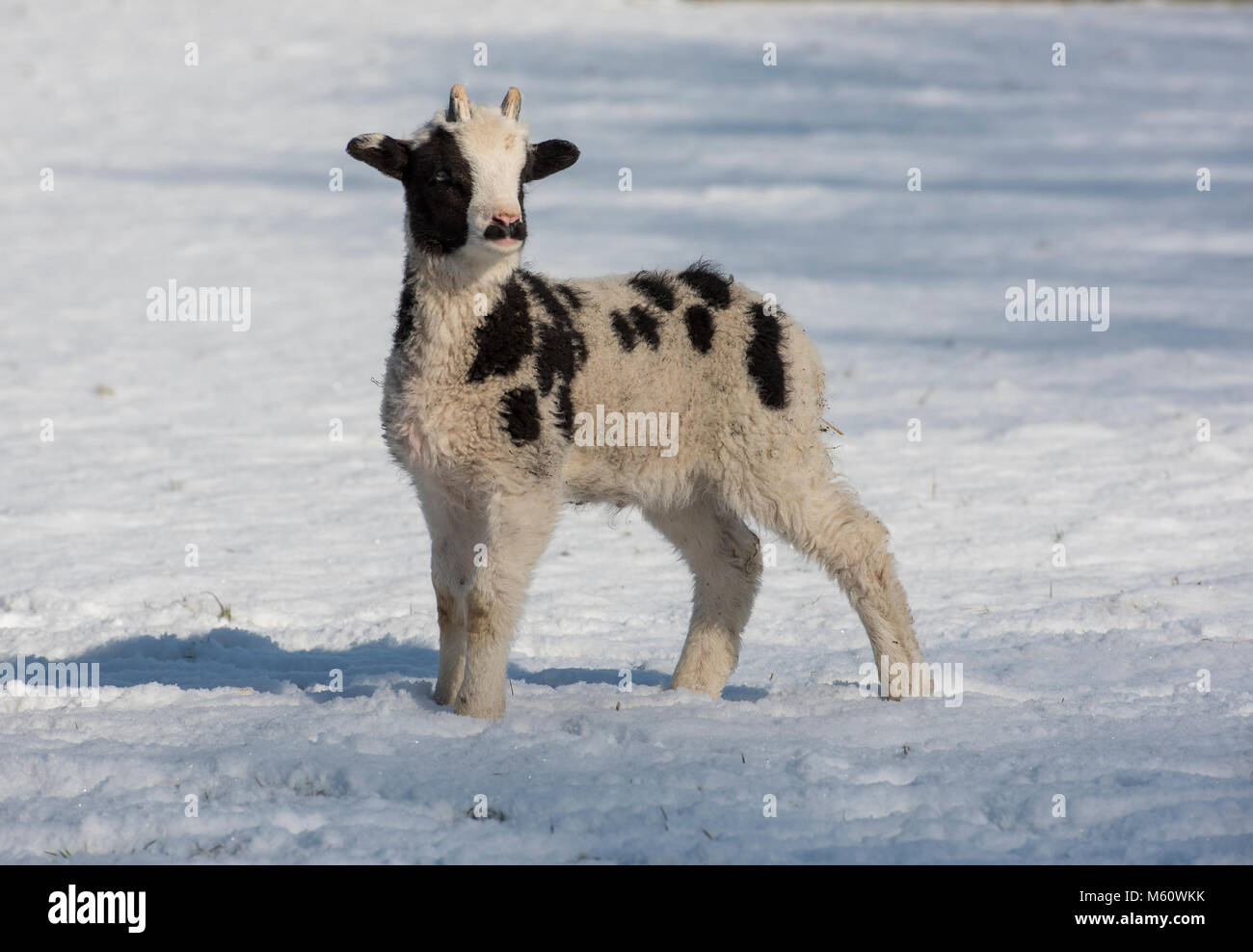 Jacob sheep lamb hi-res stock photography and images - Alamy