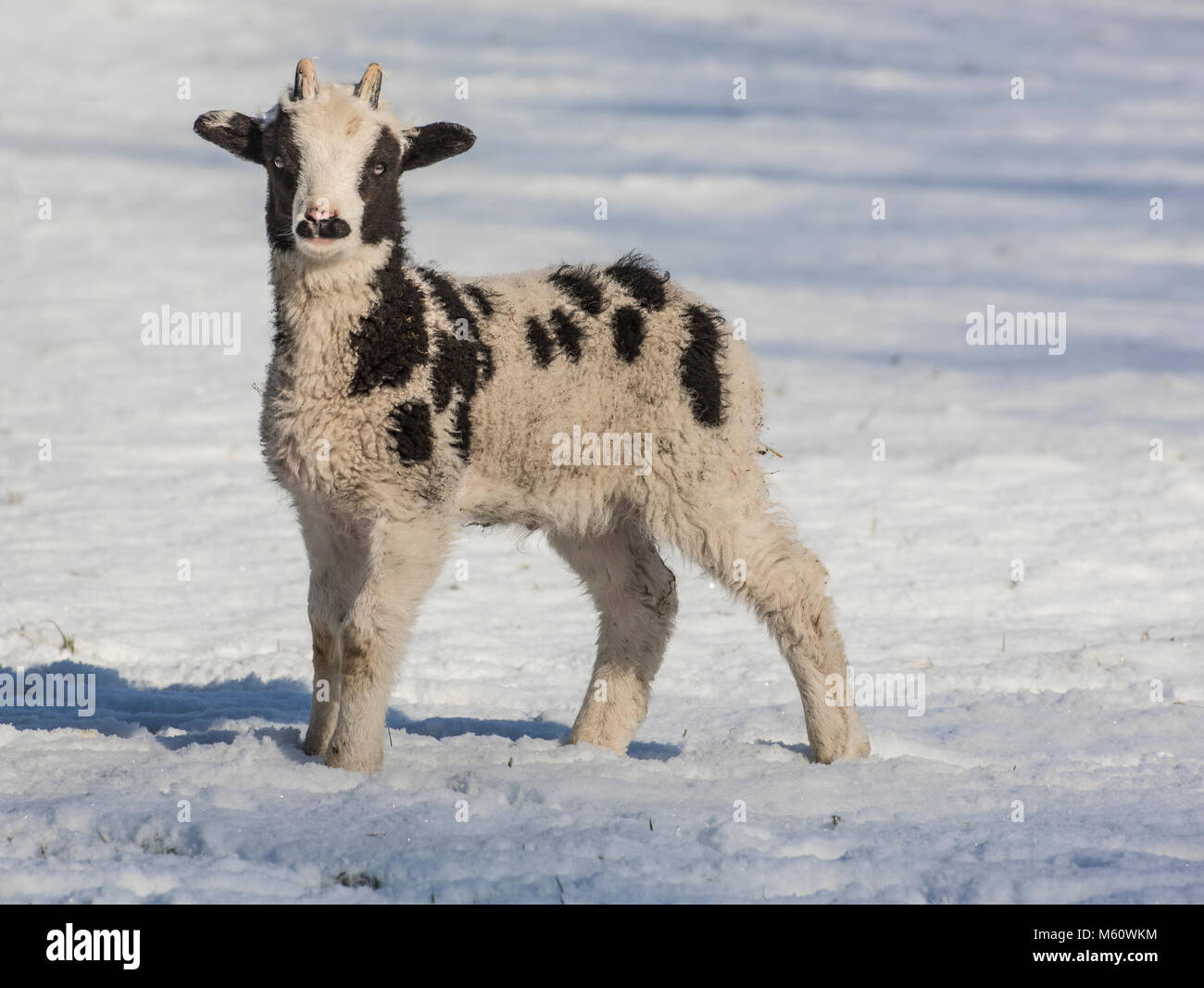 Jacob sheep lamb hi-res stock photography and images - Alamy