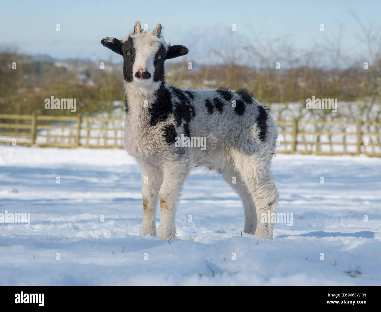 Jacob sheep lamb hi-res stock photography and images - Alamy