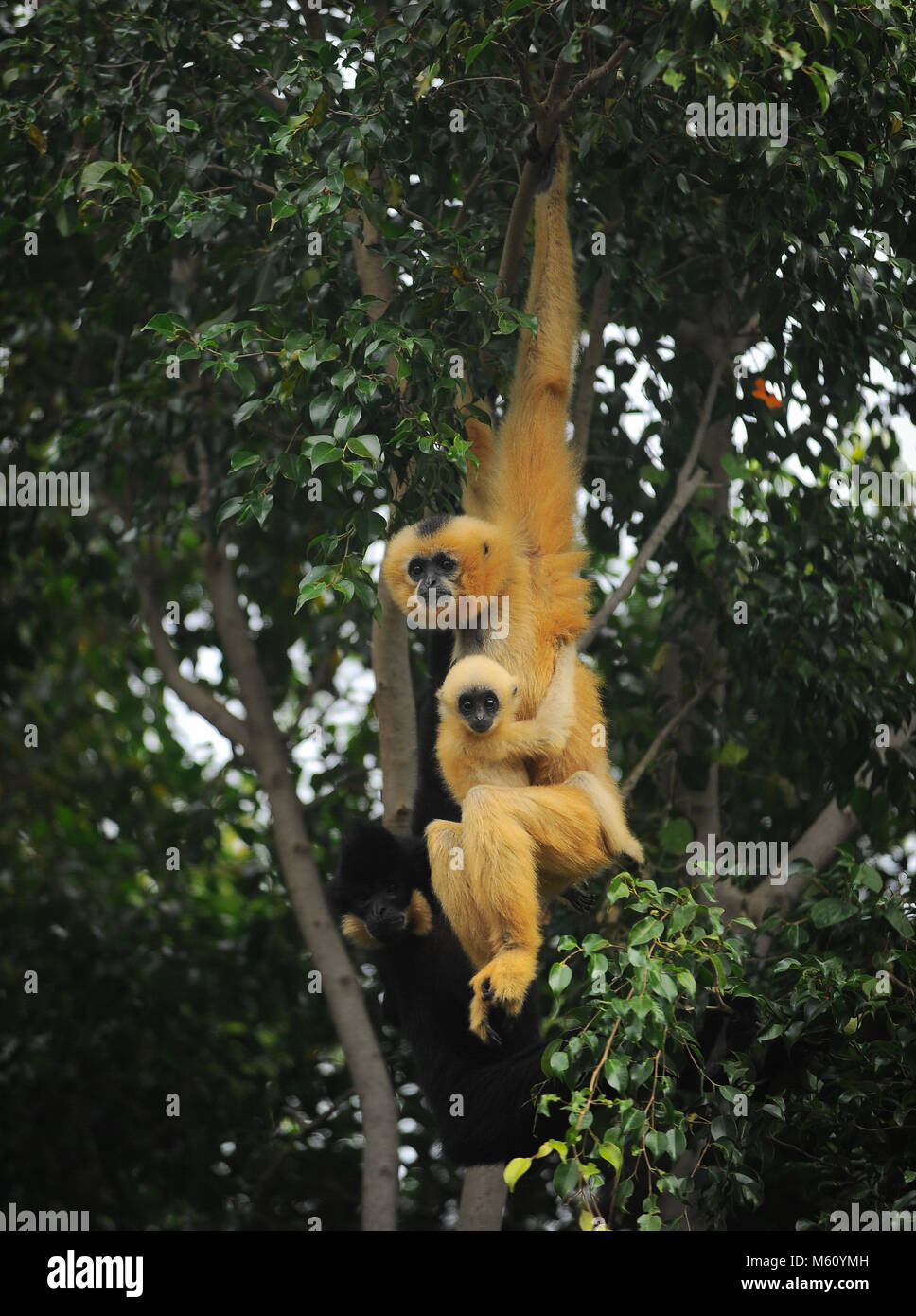 February 26, 2018 - Malaga, Spain - Primates (Hylobatidae) seen hanging ...