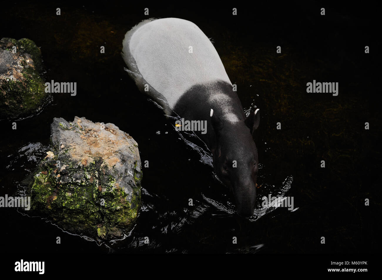 Tapir enclosure hi-res stock photography and images - Alamy