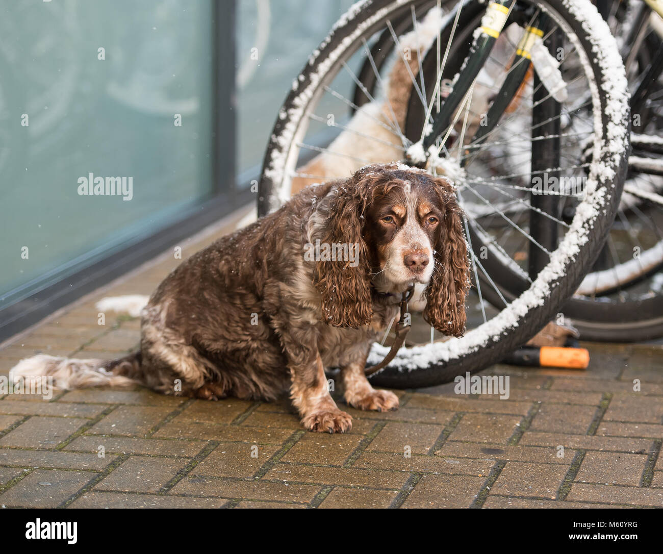 London, UK. 27th February, 2018: A Spaniel waits patiently outside a ...