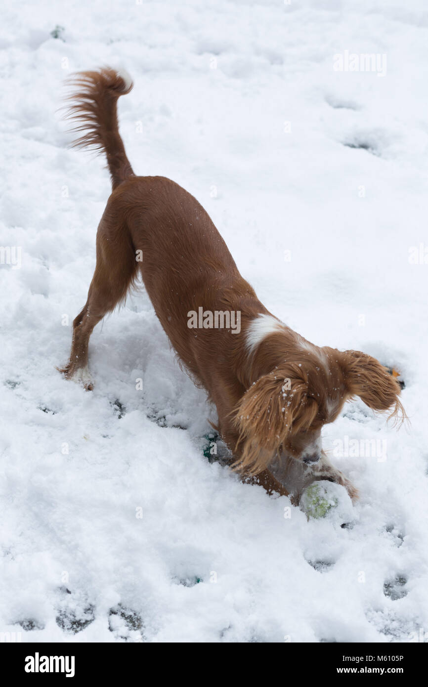 Cockapoo puppy in snow hi-res stock photography and images - Alamy