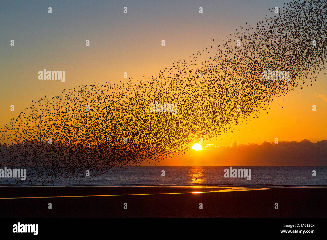 Murmuration of birds hi-res stock photography and images - Alamy