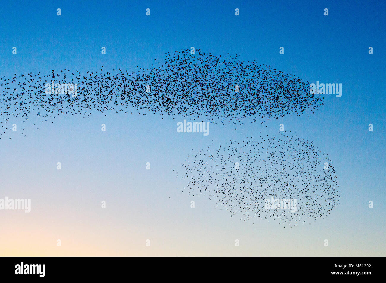flock fly animal starling flight swarm bird dusk murmuration blackpool roost birds flying ...