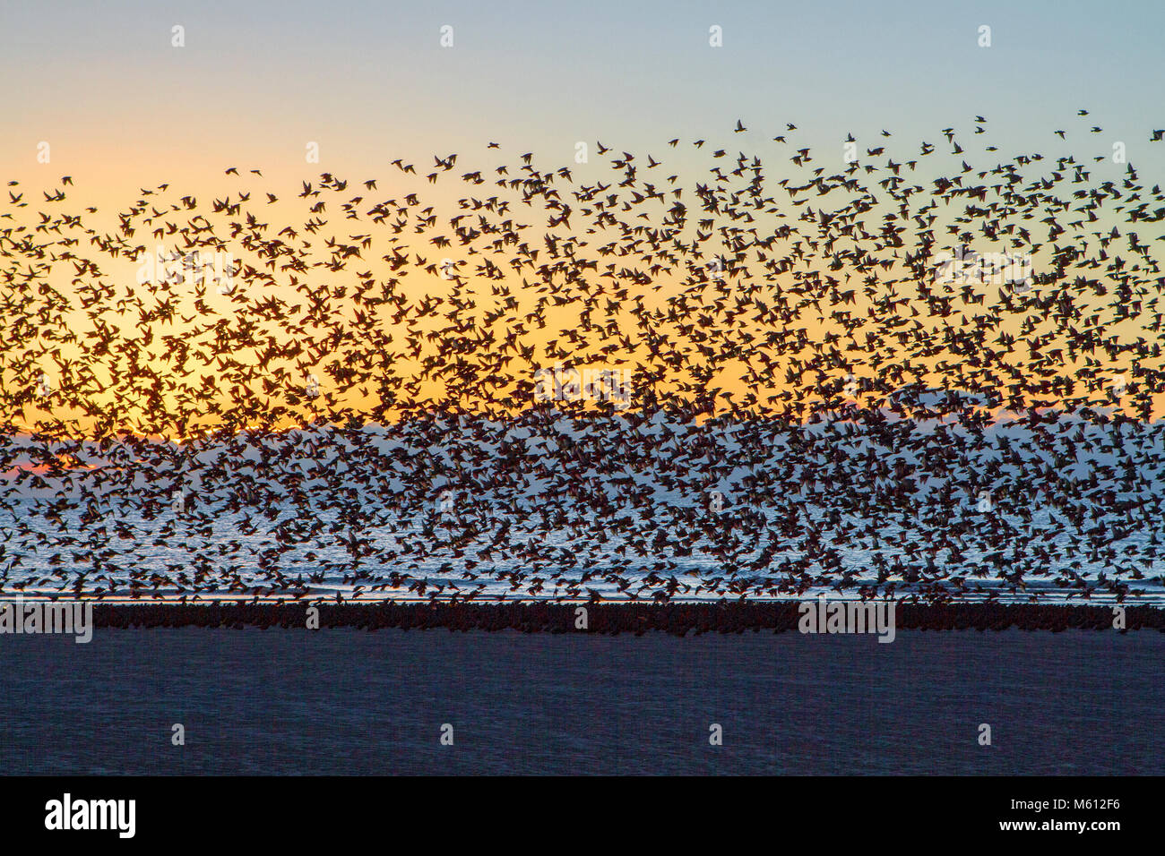 flock fly animal starling flight swarm bird dusk murmuration blackpool ...