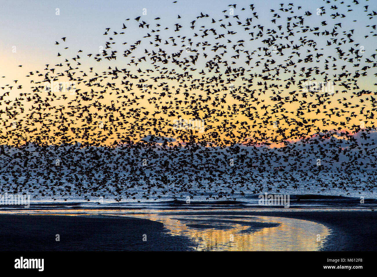 flock fly animal starling flight swarm bird dusk murmuration blackpool ...
