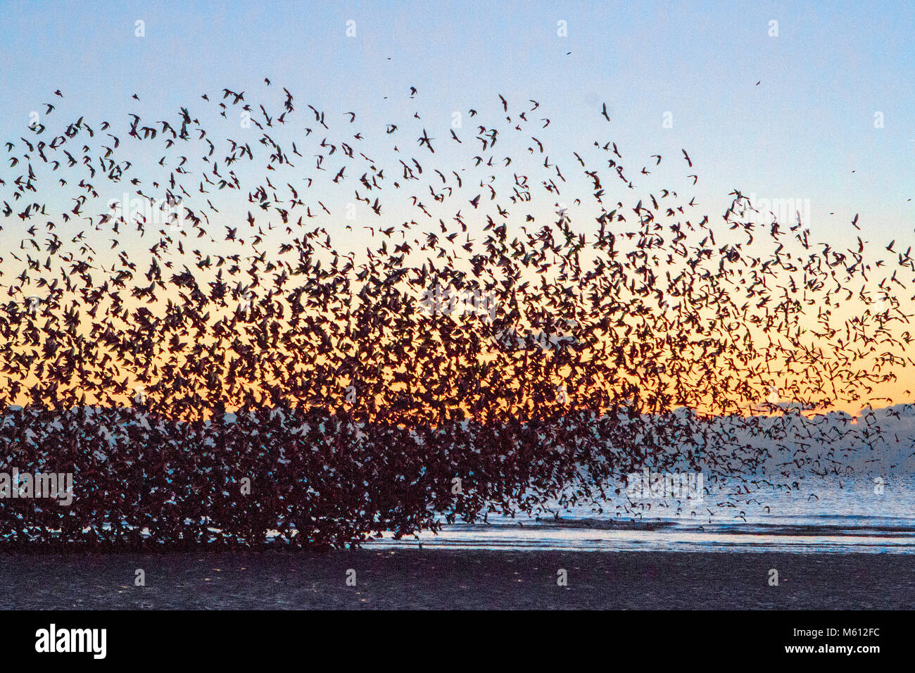 flock fly animal starling flight swarm bird dusk murmuration blackpool ...