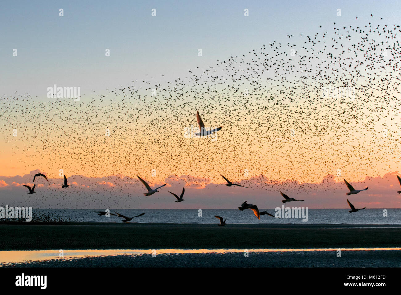 flock fly animal starling flight swarm bird dusk murmuration blackpool ...