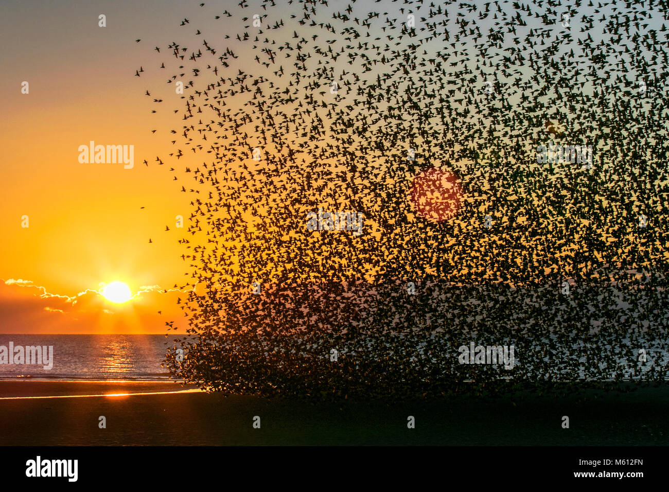 flock fly animal starling flight swarm bird dusk murmuration blackpool ...