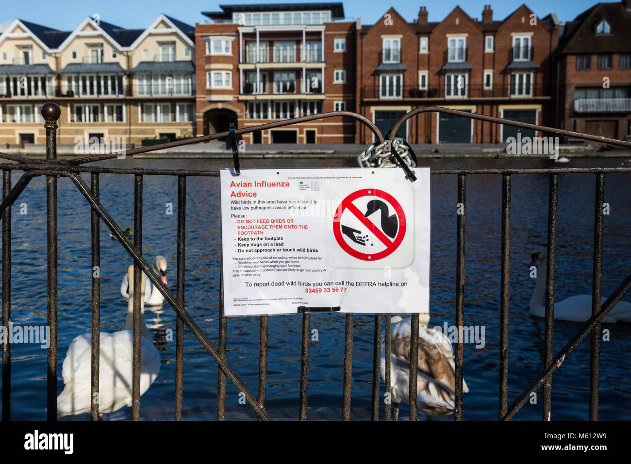 Avian influenza swan hi-res stock photography and images - Alamy