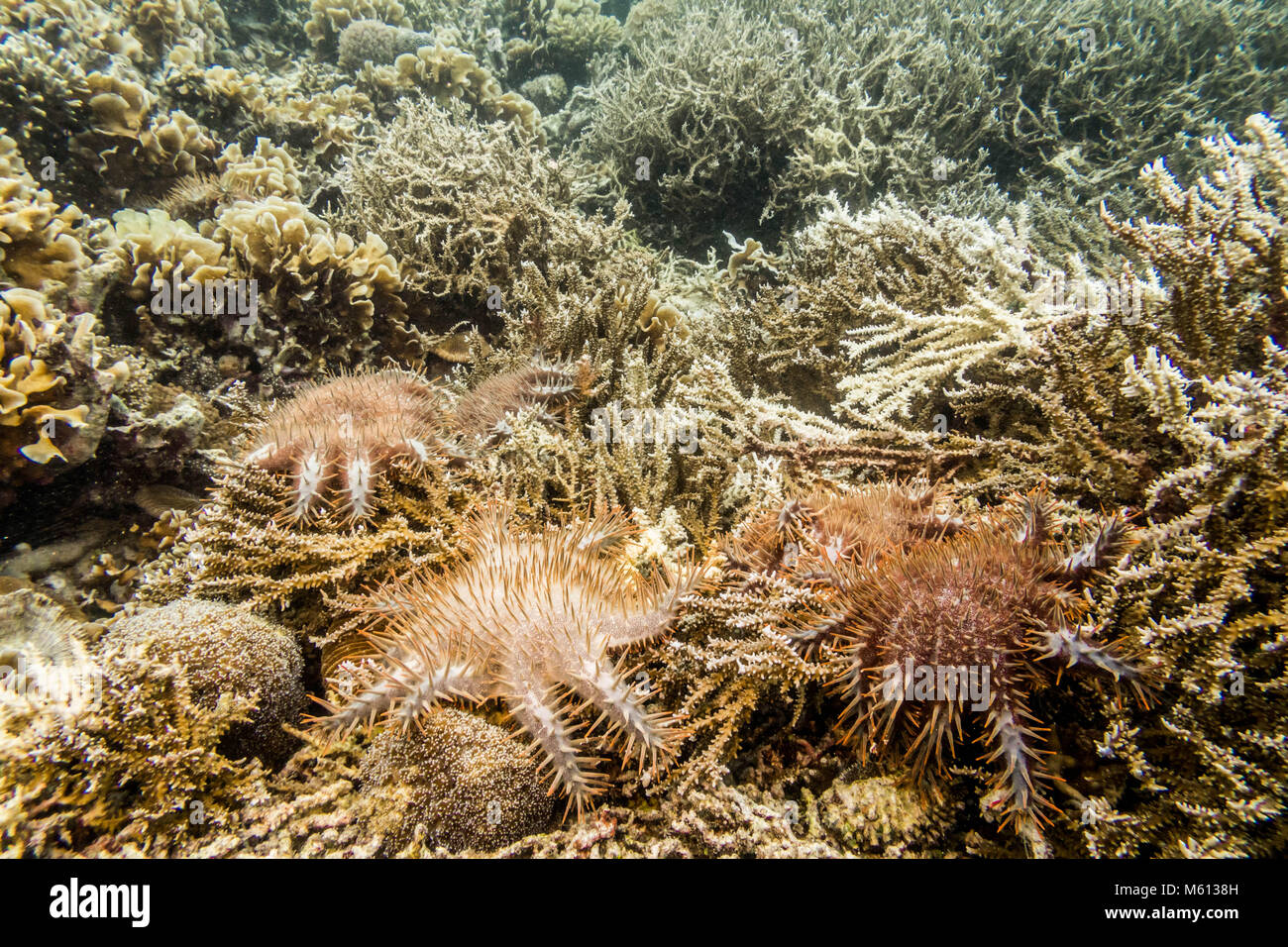 Extremely invasive hi-res stock photography and images - Alamy