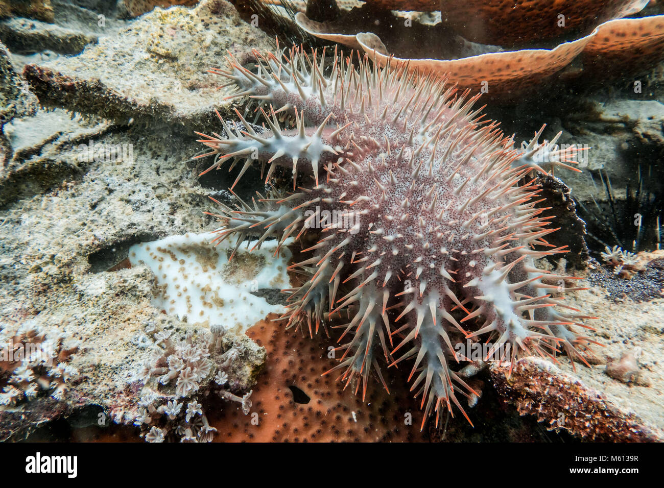 Crown of thorns starfishes hi-res stock photography and images - Alamy
