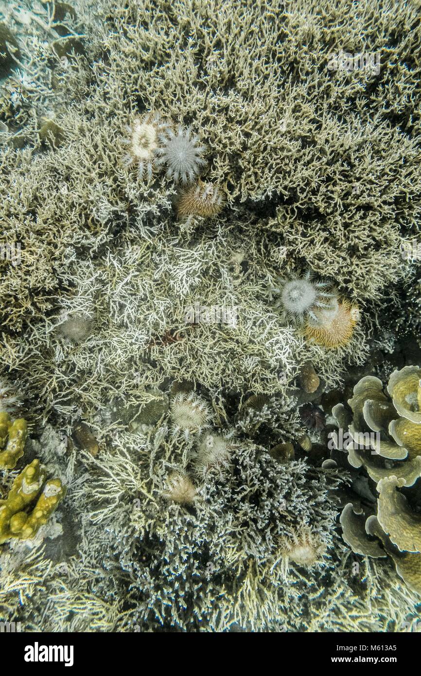 Sabah, Malaysia. 21st June, 2017. Starfishes seen under water.A Crown ...