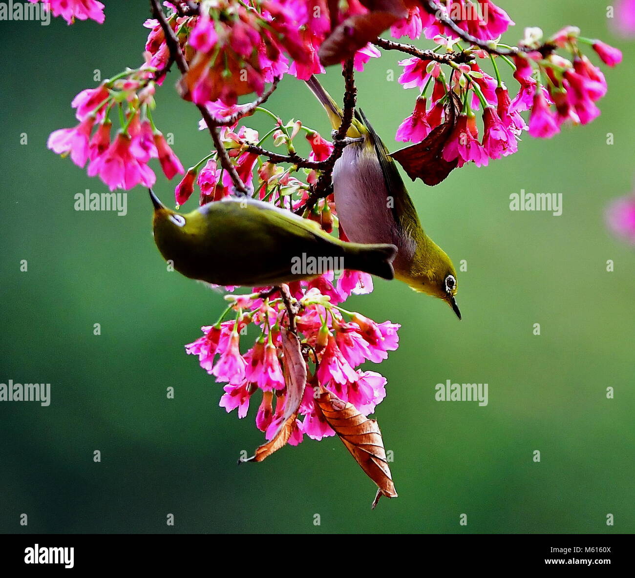 Fuzhou, China's Fujian Province. 27th Feb, 2018. White-eyes gather ...