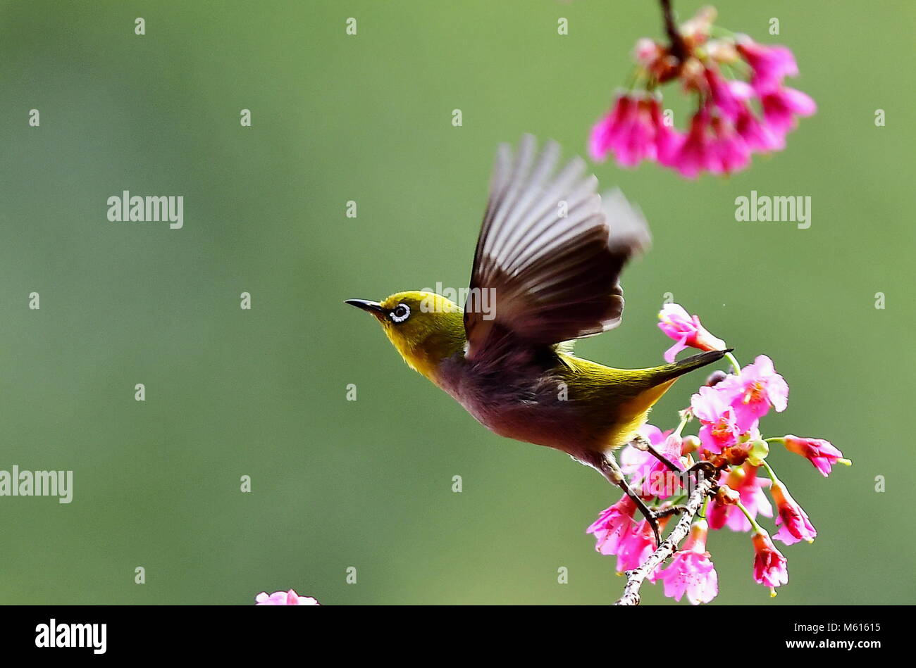 Fuzhou, China's Fujian Province. 27th Feb, 2018. A white-eye gathers ...