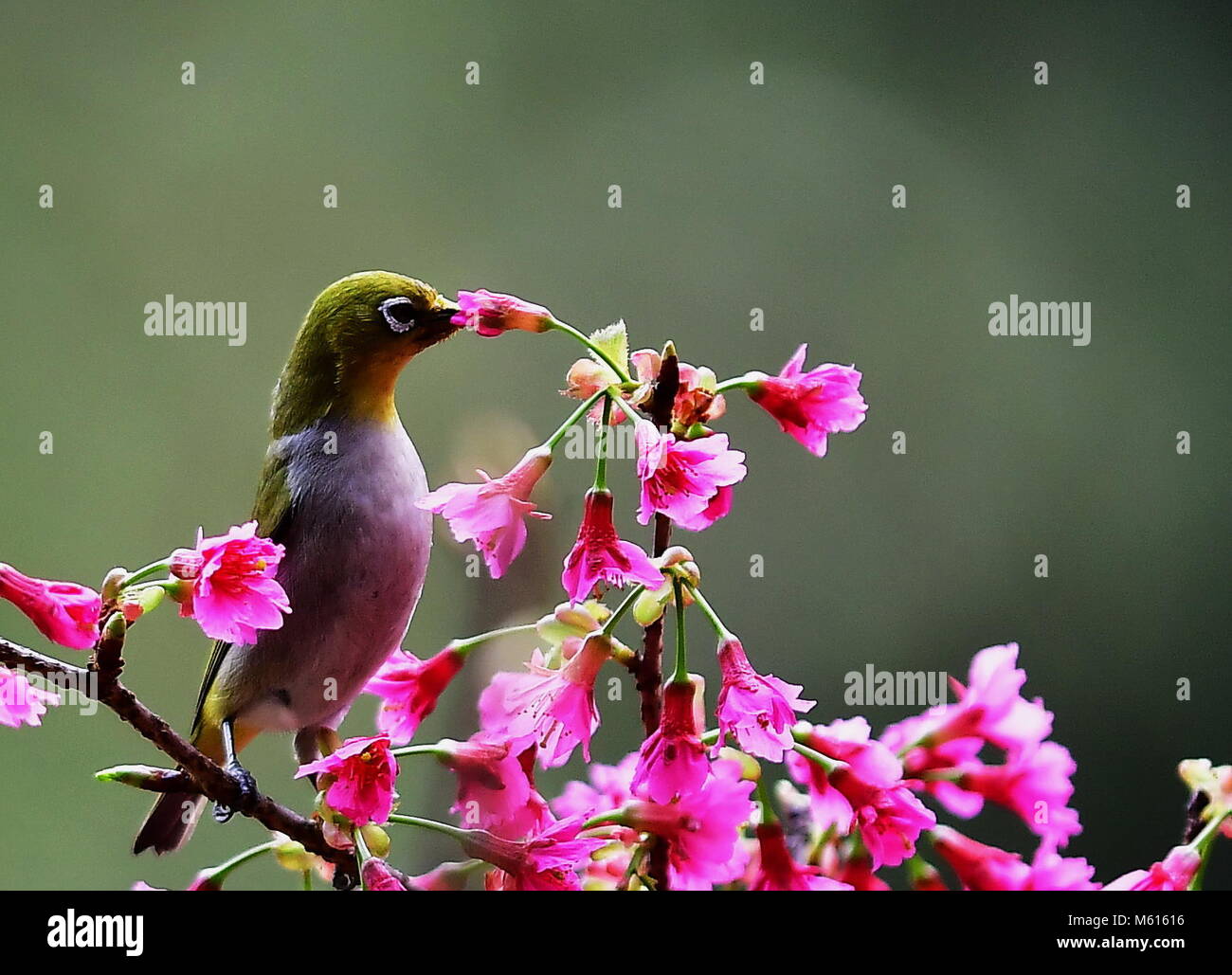Fuzhou, China's Fujian Province. 27th Feb, 2018. A white-eye gathers ...