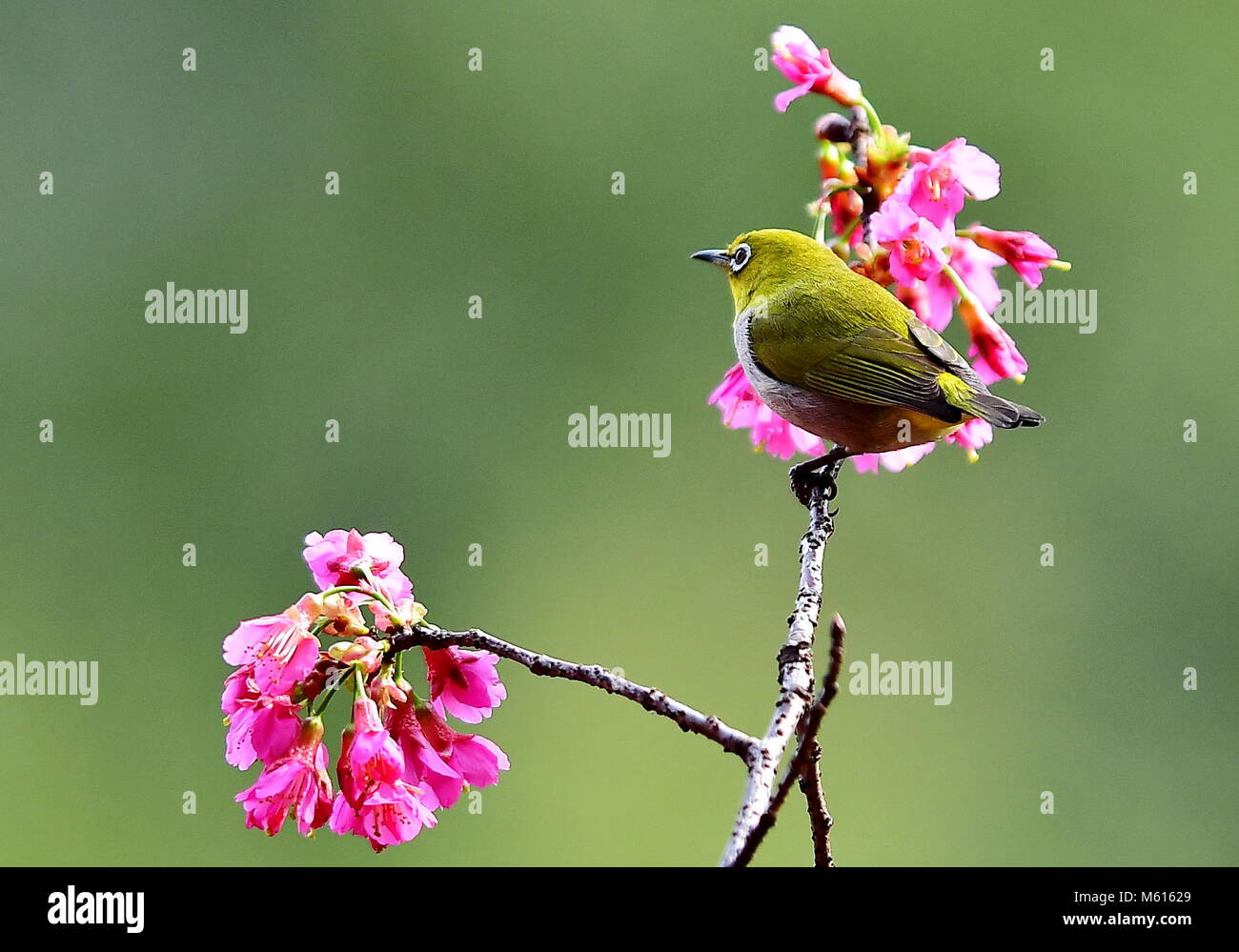 Fuzhou, China's Fujian Province. 27th Feb, 2018. A white-eye gathers ...