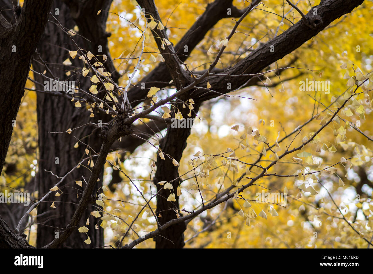 Scenery of the abundance of yellow trees in the Meji Jingu Gaien Park ...