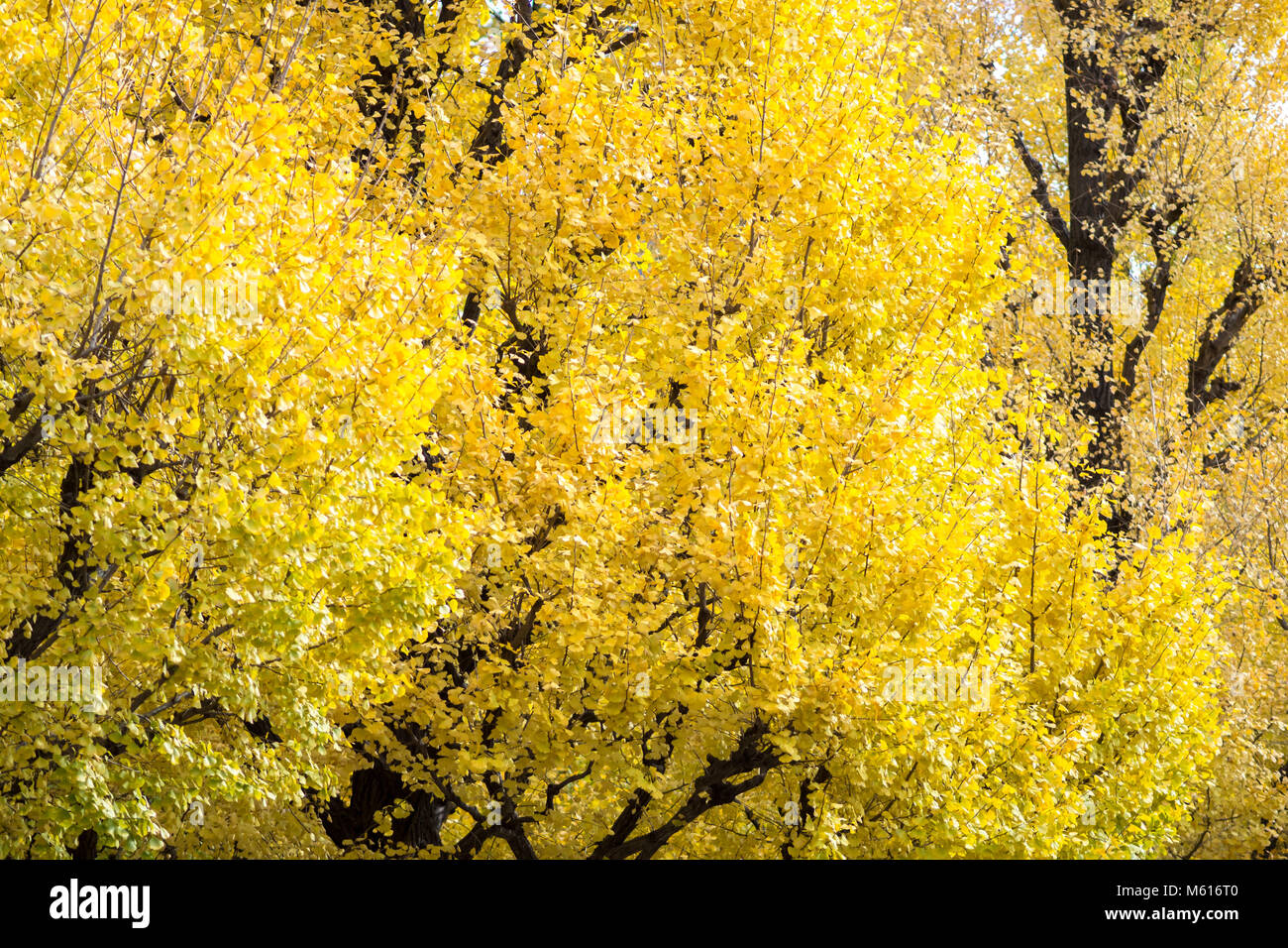 Scenery of the abundance of yellow trees in the Meji Jingu Gaien Park ...