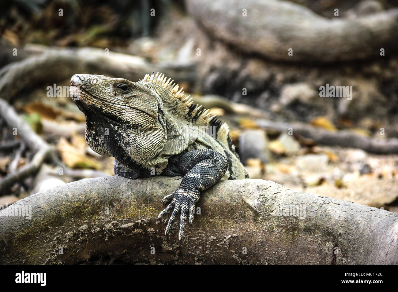 Big lizard with mohican spikes on branch Stock Photo - Alamy