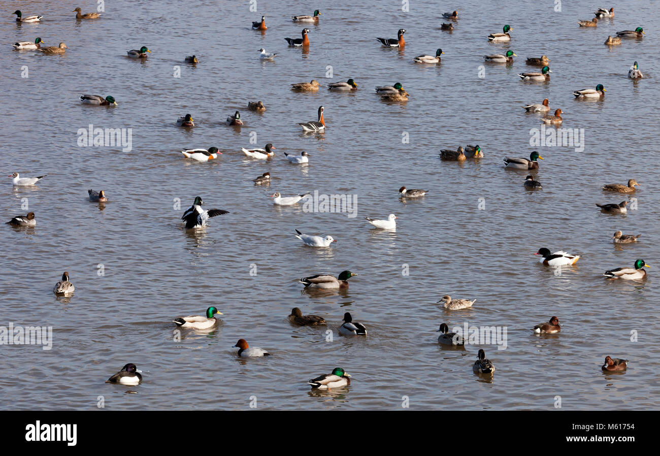 Variety of wildfowl on water hi-res stock photography and images - Alamy