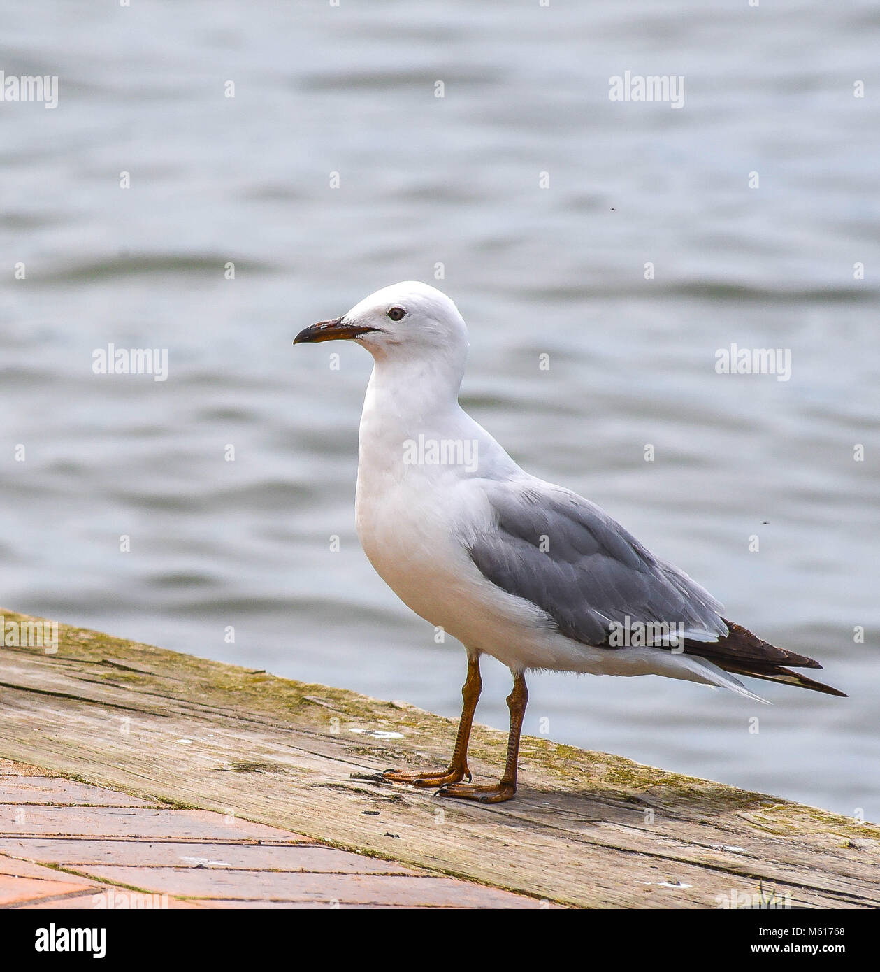 seagull on the pier Stock Photo - Alamy