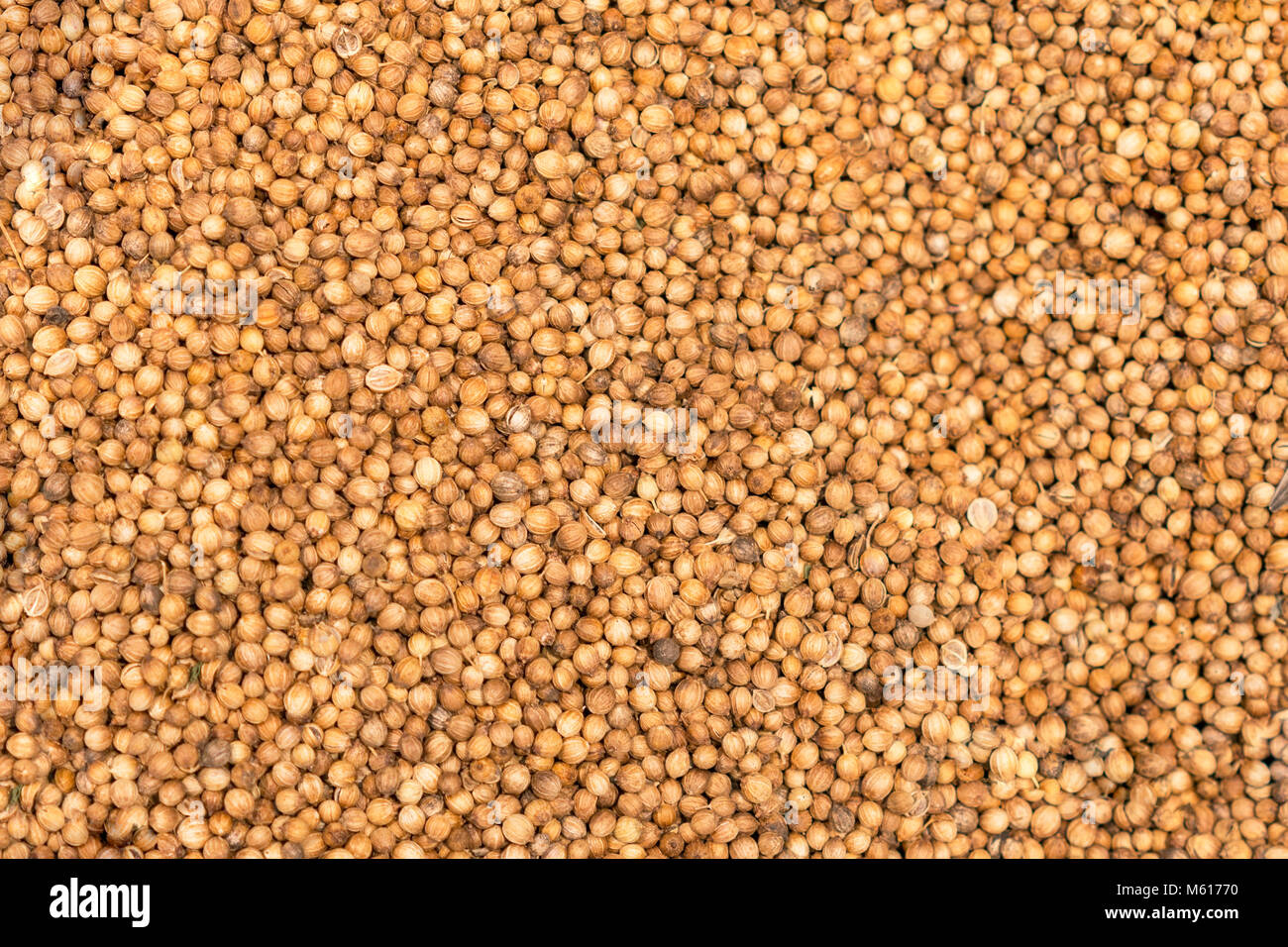 Organic Dried coriander seeds (Coriandrum sativum) closeup background texture Stock Photo - Alamy