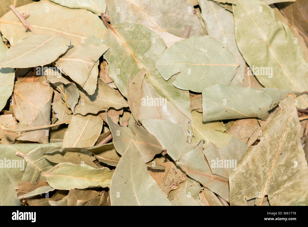 Bay leaves. closeup background texture Stock Photo - Alamy