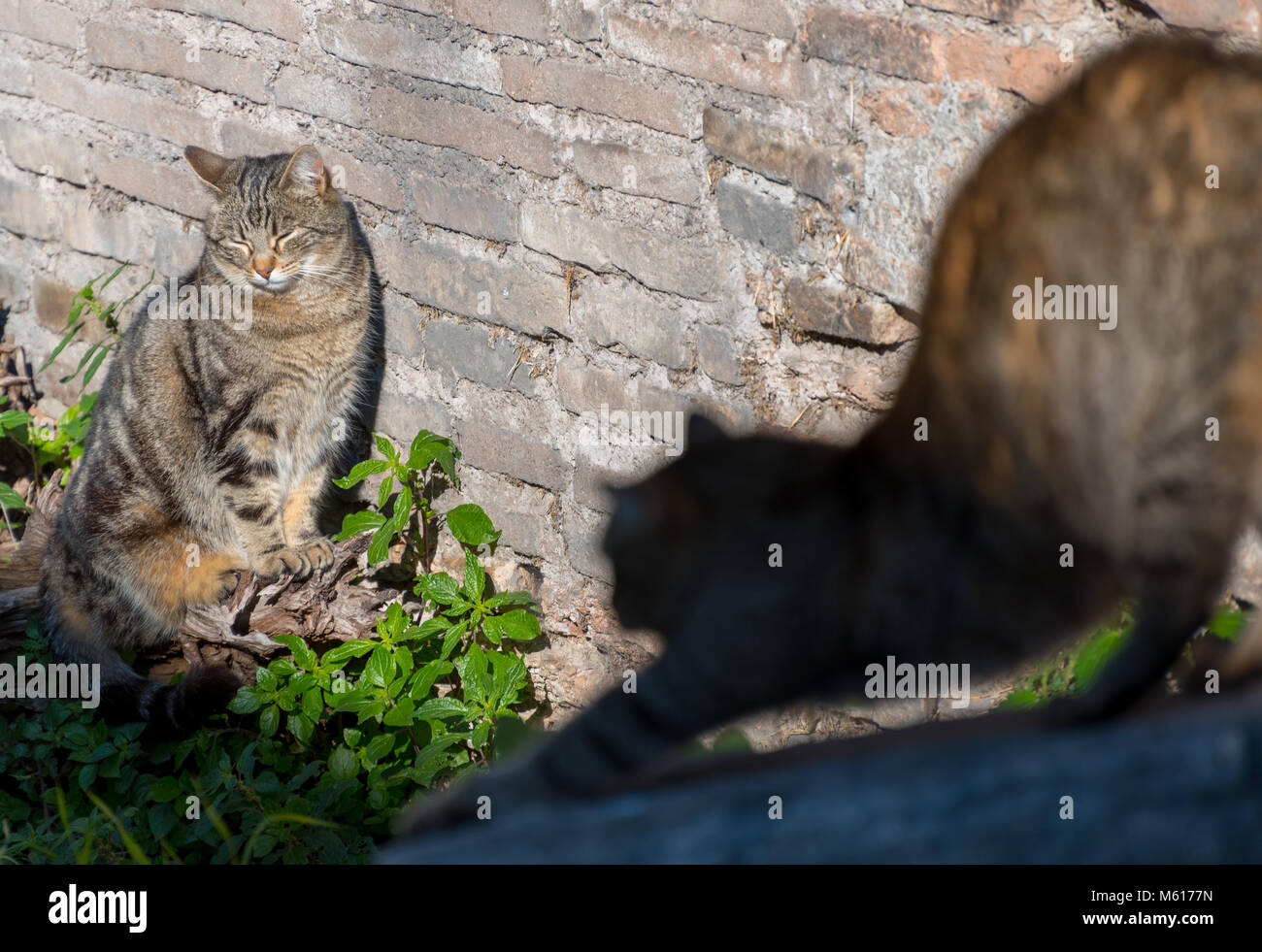 Roman cat sanctuary hi-res stock photography and images - Alamy