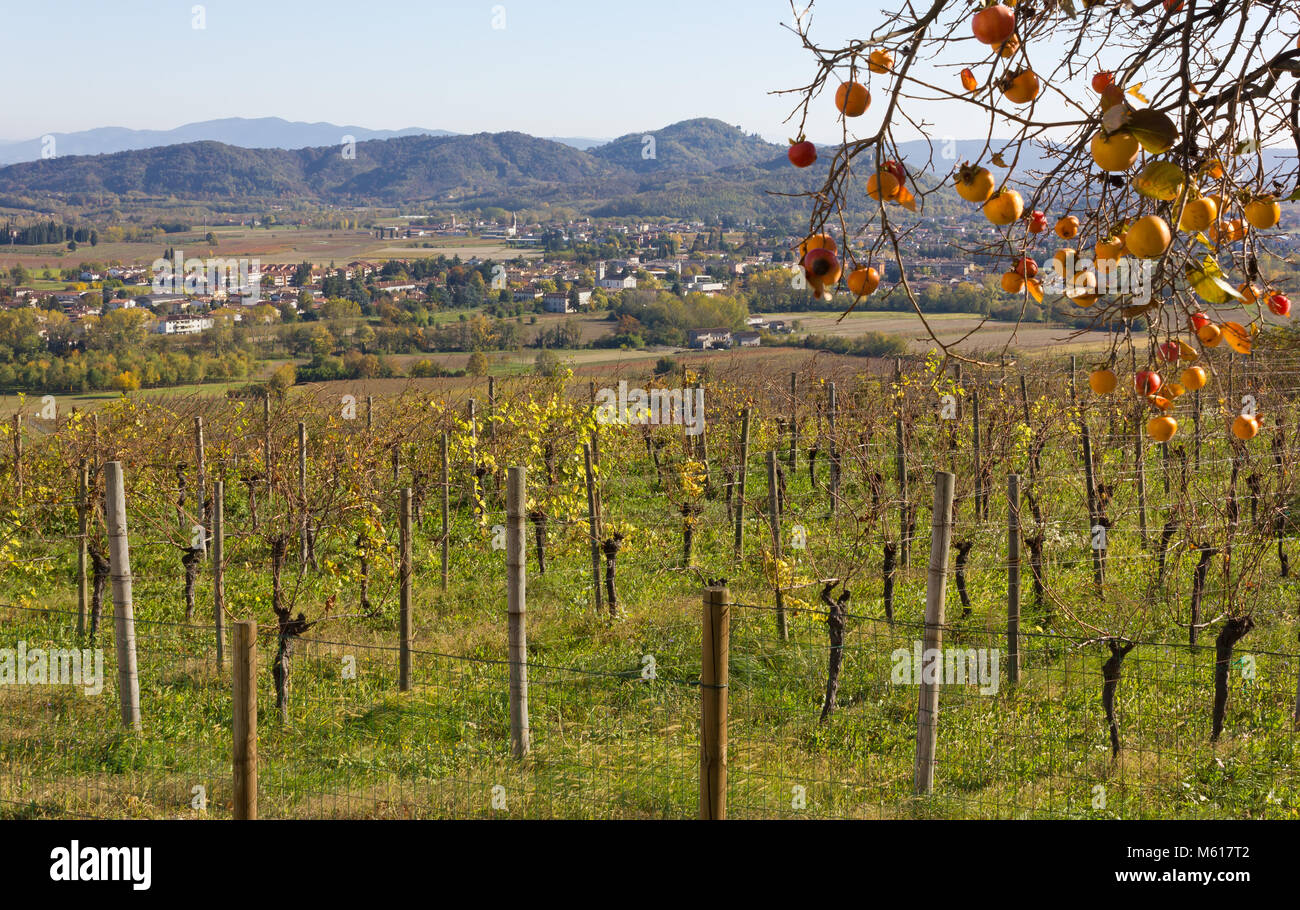Collio region hi-res stock photography and images - Alamy