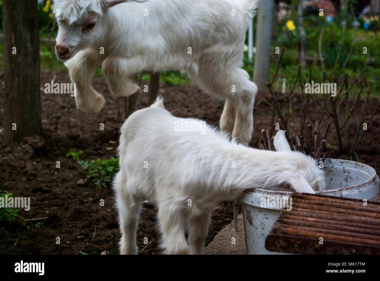 Happy goat hi-res stock photography and images - Alamy