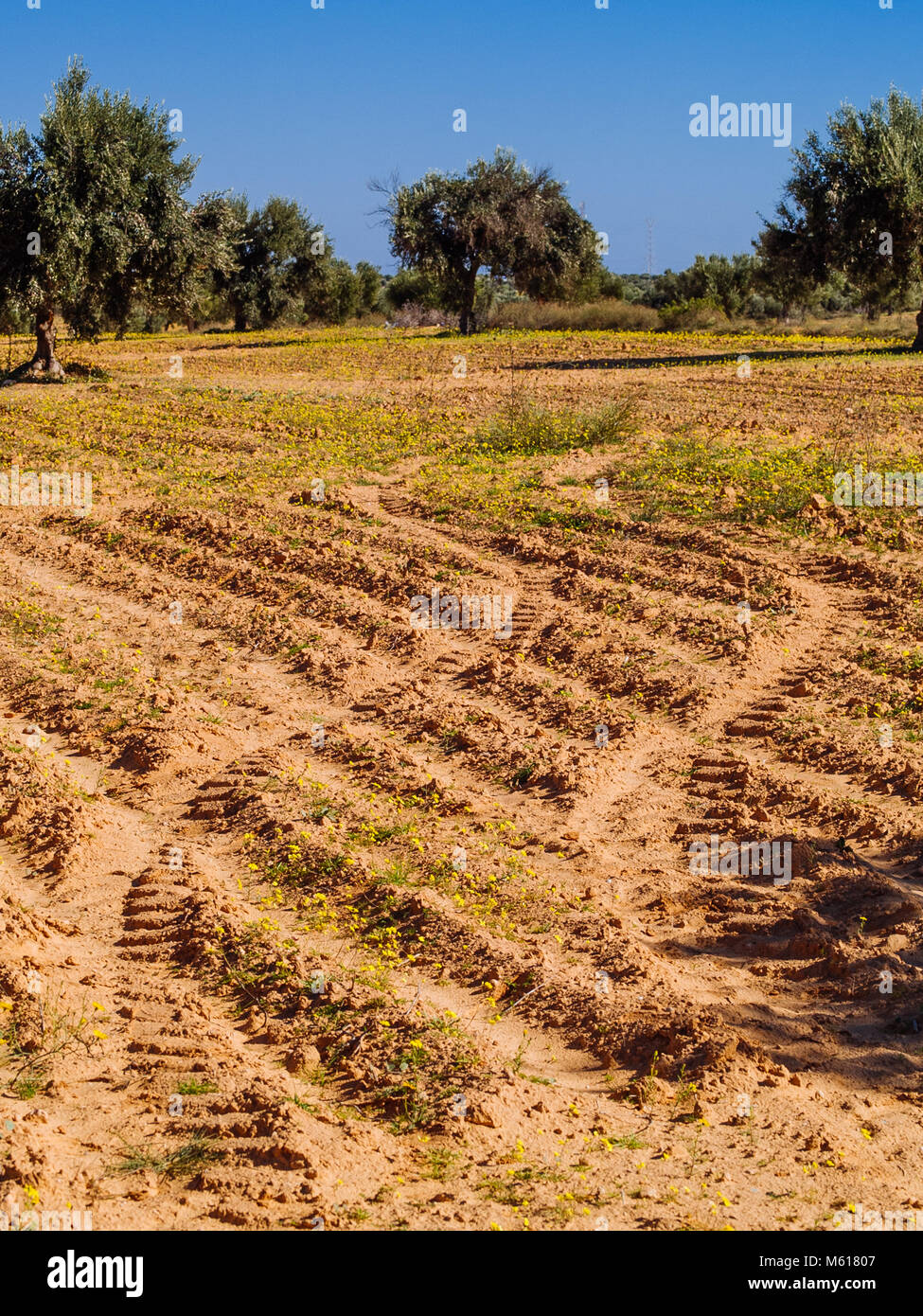 Agriculture in Africa, fields cultivated among the olive trees in ...