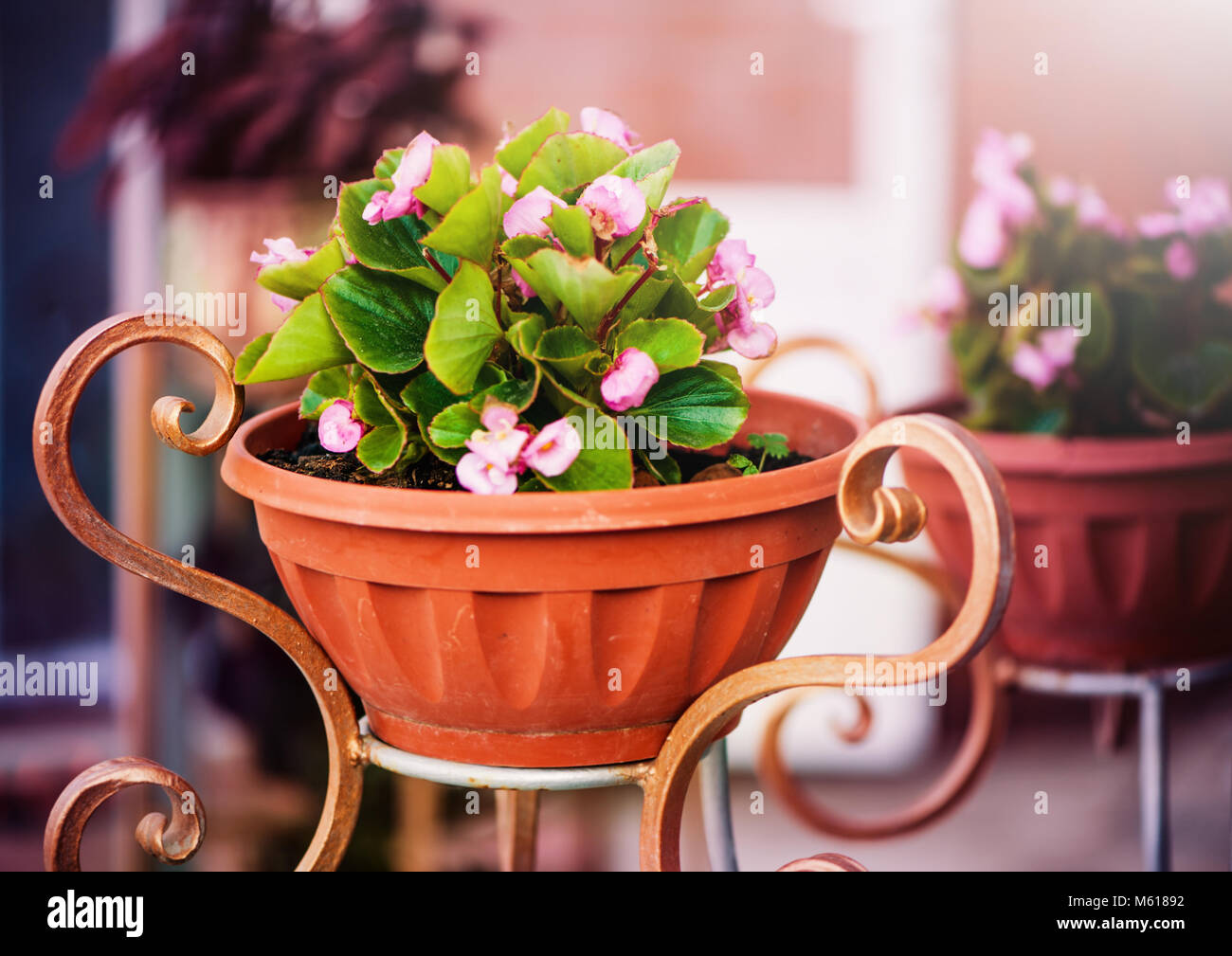 Blur defocus floral spring background texture with Viola in decorative ...