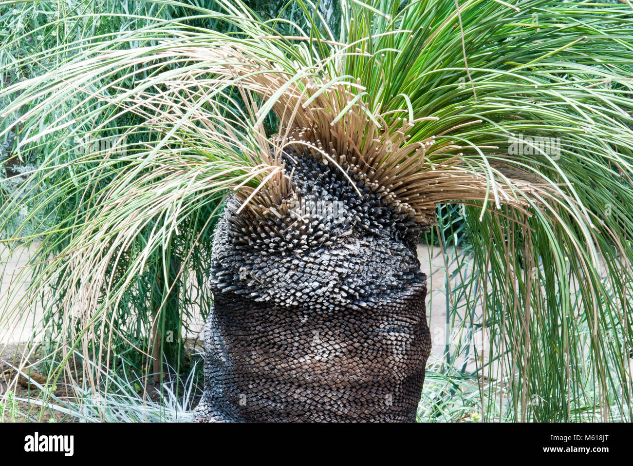 Balga hi-res stock photography and images - Alamy