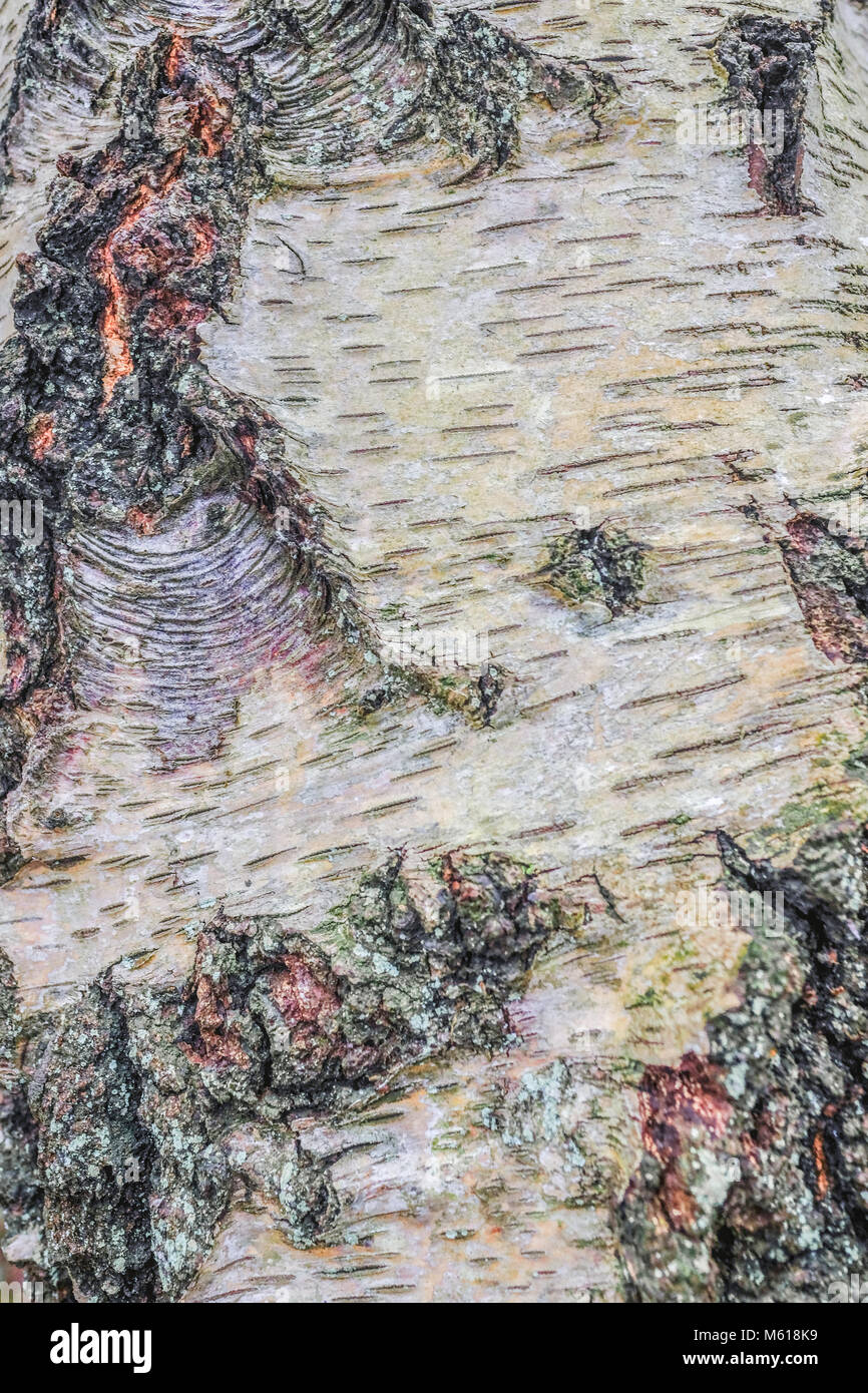 Patterned and textured closeup of silver birch tree Stock Photo - Alamy