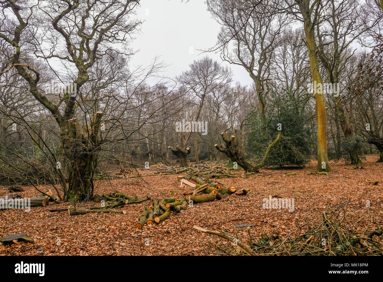 Ancient hornbeam trees in woodland that have been pollarded Stock Photo ...