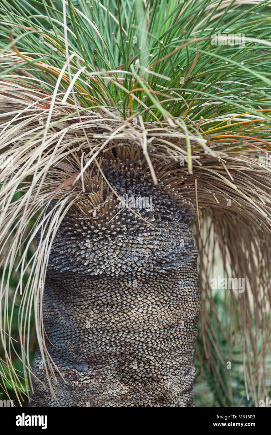 Balga hi-res stock photography and images - Alamy