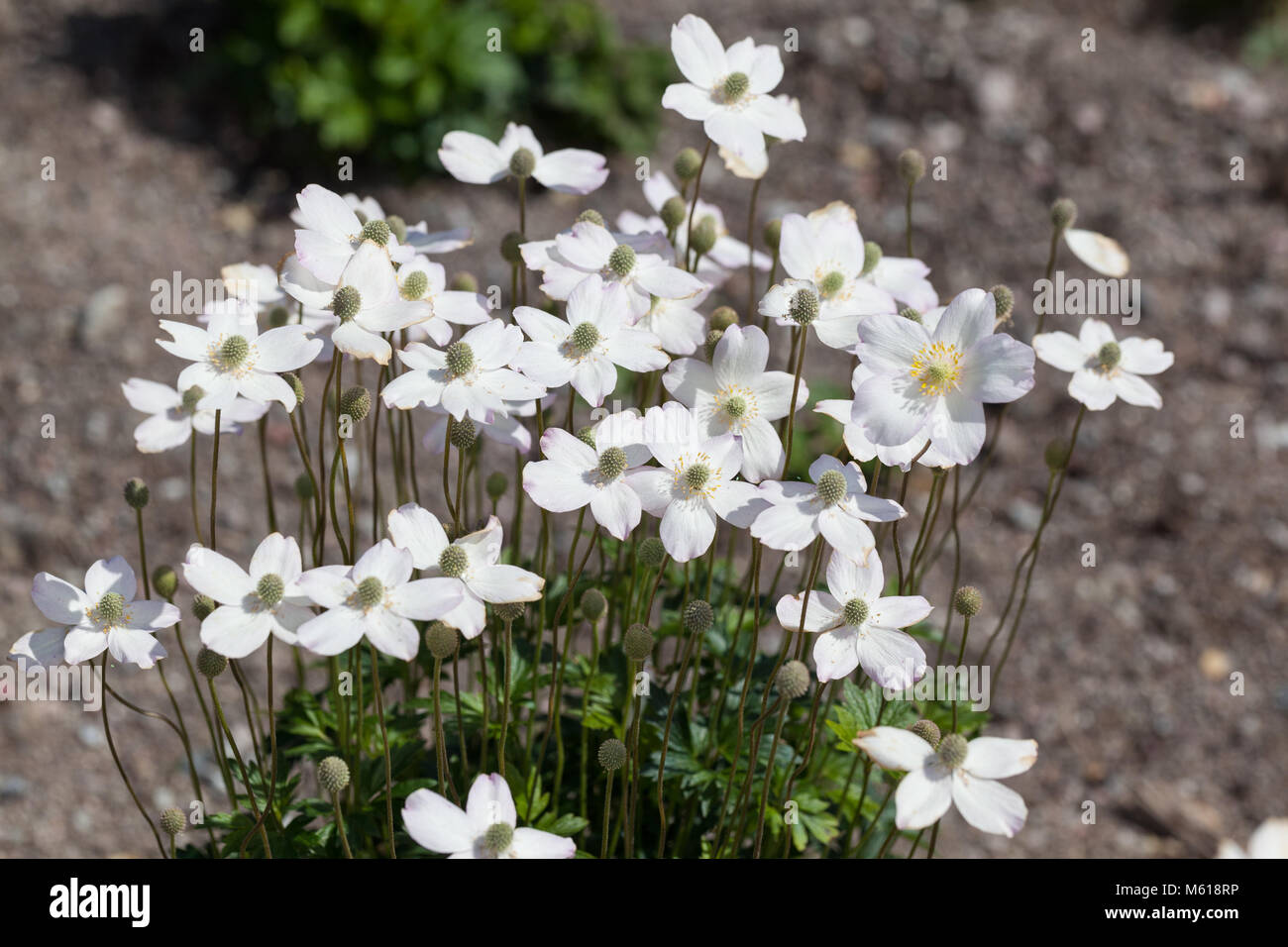 Tumble weed hi-res stock photography and images - Alamy