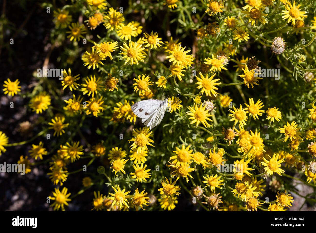 California Goldfields, Lasthenia chrysostoma (Lasthenia californica ...