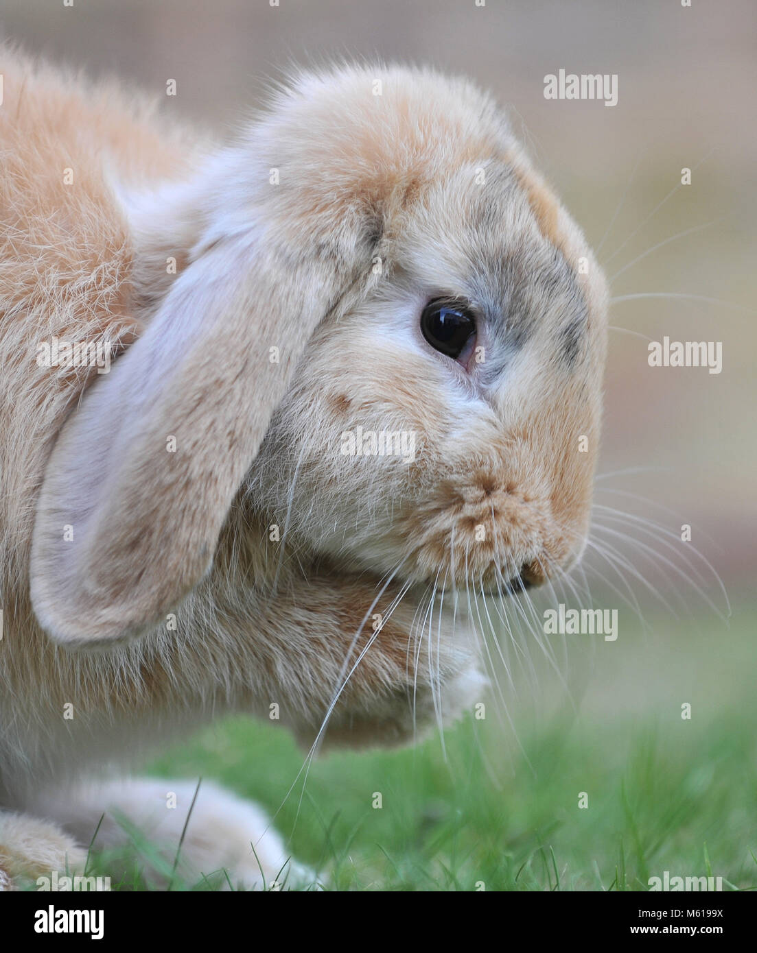 A domesticated pet rabbit Stock Photo - Alamy