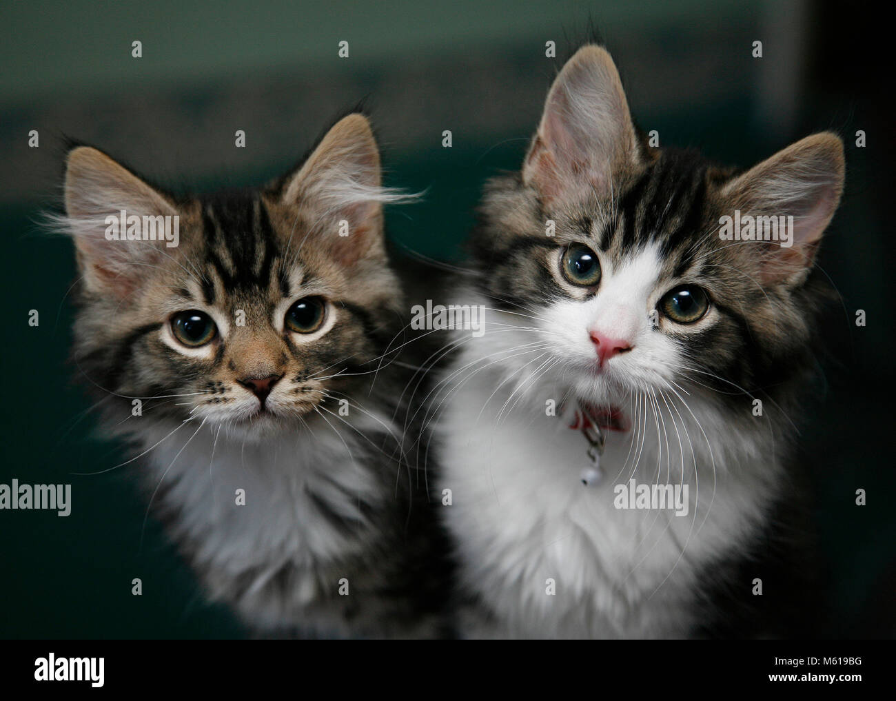 Domesticated pet kittens Stock Photo - Alamy